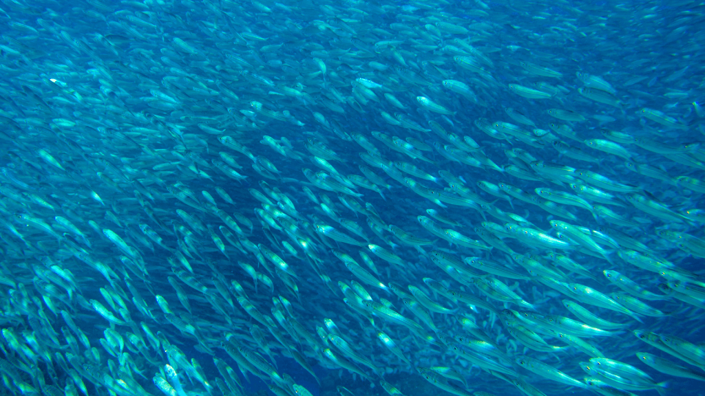 Fishing for insights: SEAwise Stakeholder Scoping - SEAwise